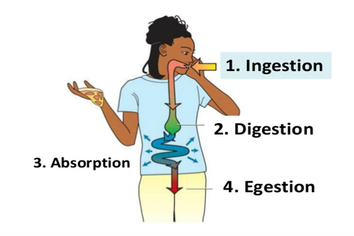 1.3.2 The digestive system